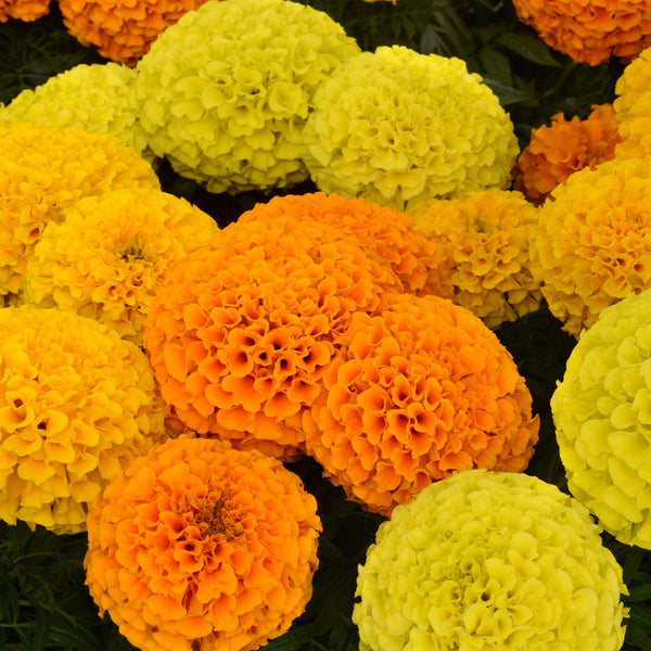 African Marigold Plants Mixed Colours - 6 Pack Bedding Plants - Perfect Plants