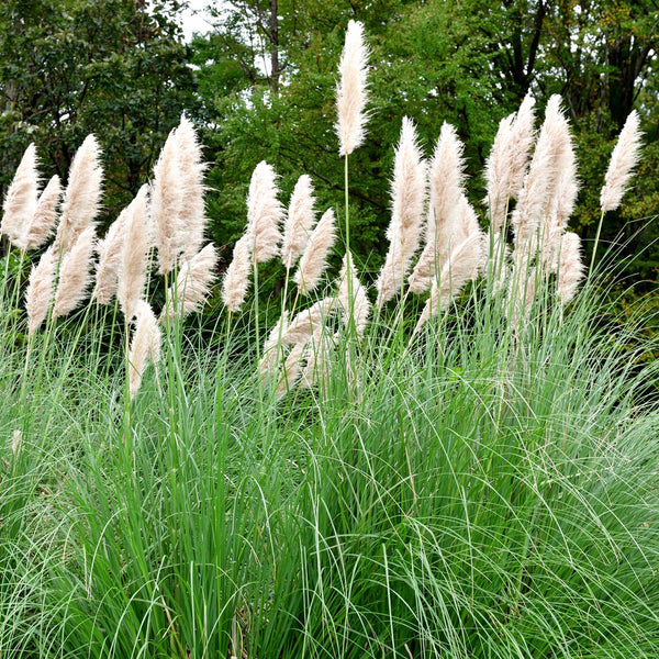 Pampas Grass Cortaderia Selloana in a 17cm pot White Plume