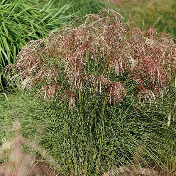 Miscanthus Grass Plant - Sinensis Red Cloud in a 17cm pot - Hardy Orna - Perfect Plants