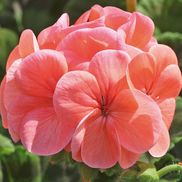 Geranium Plants Salmon - 6 Pack Bedding Plants - Perfect Plants