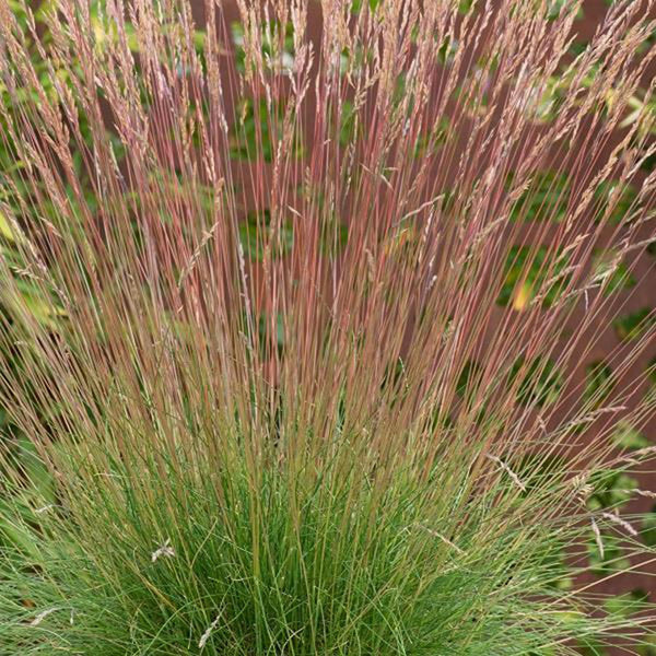 Festuca Grass Plant - Sunrise in a 13cm Pot - Ornamental Grass Plant ...