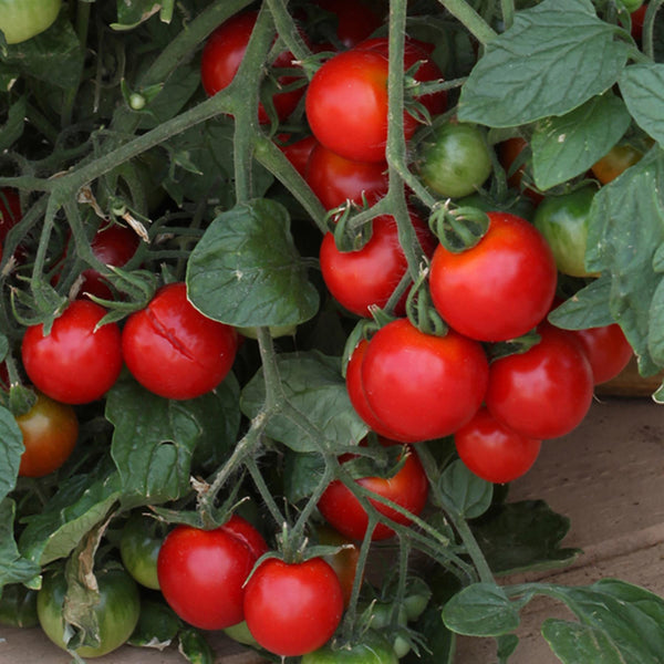 Tomato Plants Tumbling Tom in 3 x 9cm Pots - Garden Ready to Plant ...