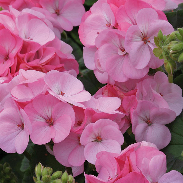 Geranium Plants Pink - 6 Pack Bedding Plants - Perfect Plants