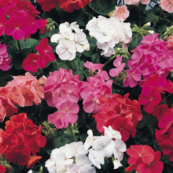 Geranium Plants Mixed Colours - 6 Pack Bedding Plants - Perfect Plants