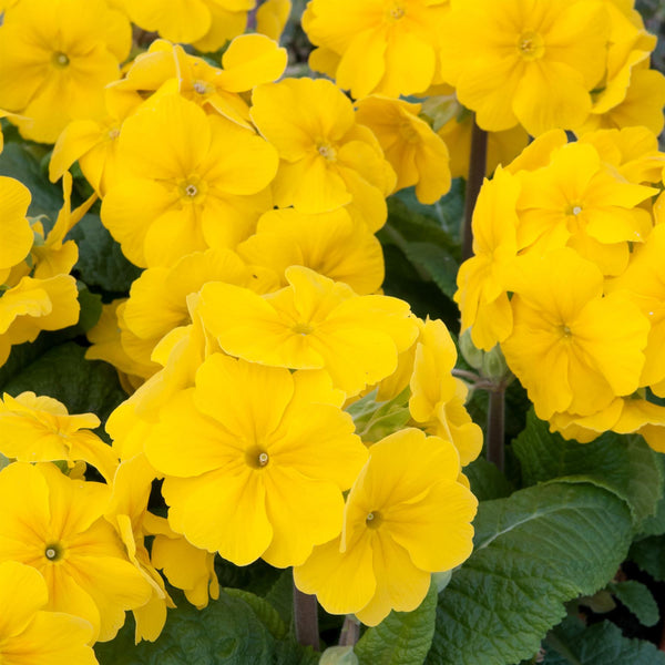 Polyanthus Plants Yellow - 6 Plants Each Delivered in a 10.5cm Plant P ...