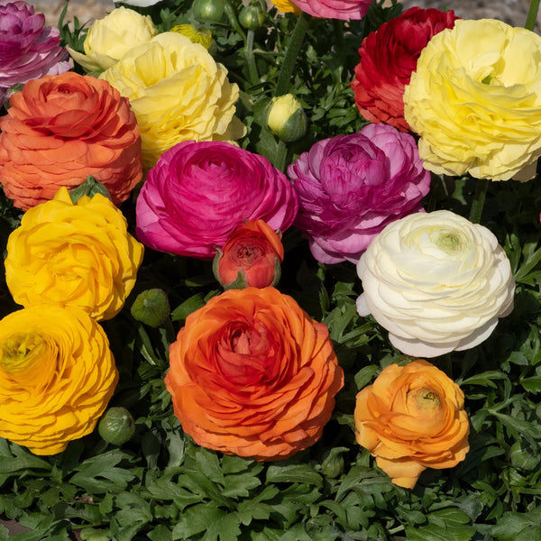 Ranunculus Plants Mixed Colours - 6 Plants Each Delivered in a 10.5cm ...