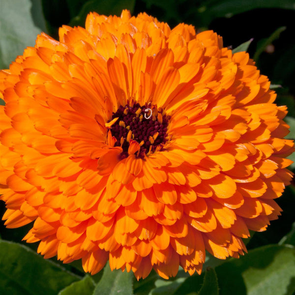 Calendula Plants Orange - 6 Pack Bedding Plants - Perfect Plants