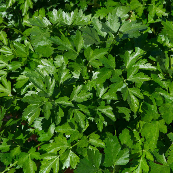 Parsley Plant Flat Leaf in a 13cm pot Garden Ready Herb Plant - Perfect ...