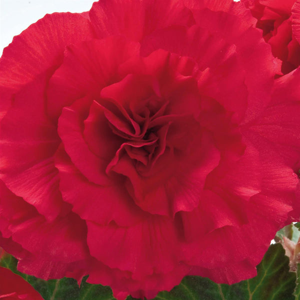 Begonia Plants Nonstop Deep Rose - 6 Pack Bedding Plants - Perfect Plants