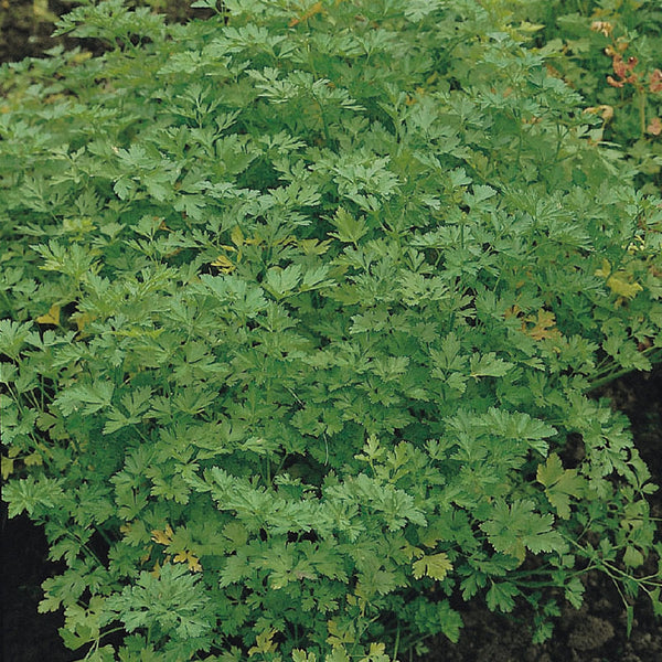 Parsley Plant Flat Leaf in a 13cm pot Garden Ready Herb Plant - Perfect ...