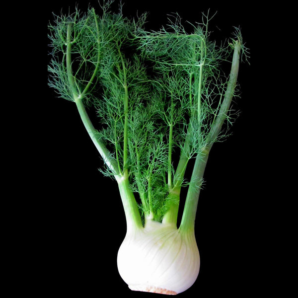 Fennel Plant in a 11cm Pot Garden Ready Herb Plant - Perfect Plants