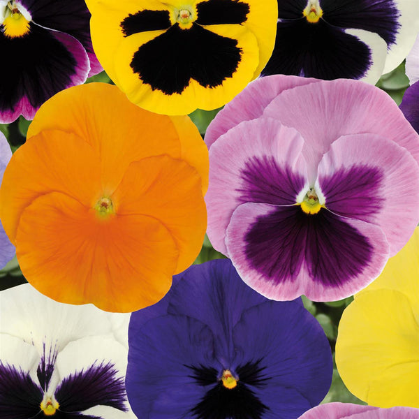 Pansy Mix Bedding Plants - 6 x Winter Pansies Ready to Plant Each Deli ...