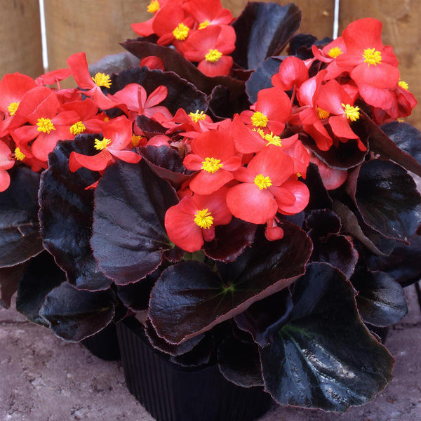 Wax Begonia Plants Bronze Leaf Red - 6 Pack Bedding Plants - Perfect Plants