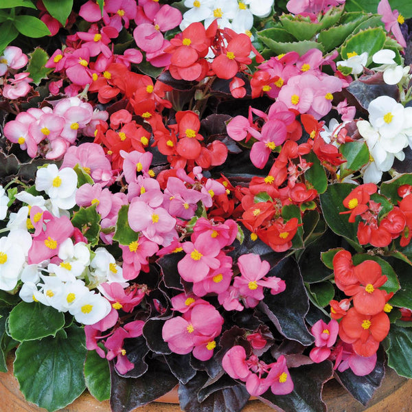 Wax Begonia Plants Organdy Mix - 6 Pack Bedding Plants - Perfect Plants