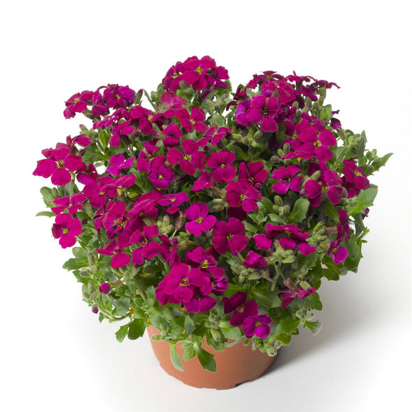 Aubrieta Perennial Plant Red - 6 pack of Garden Ready Plants - Perfect ...