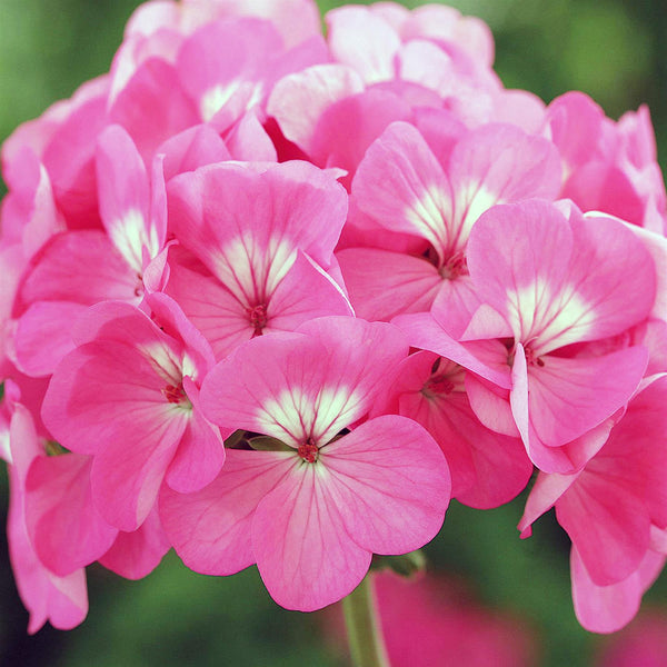 Geranium Plants Pink - 6 Pack Bedding Plants - Perfect Plants