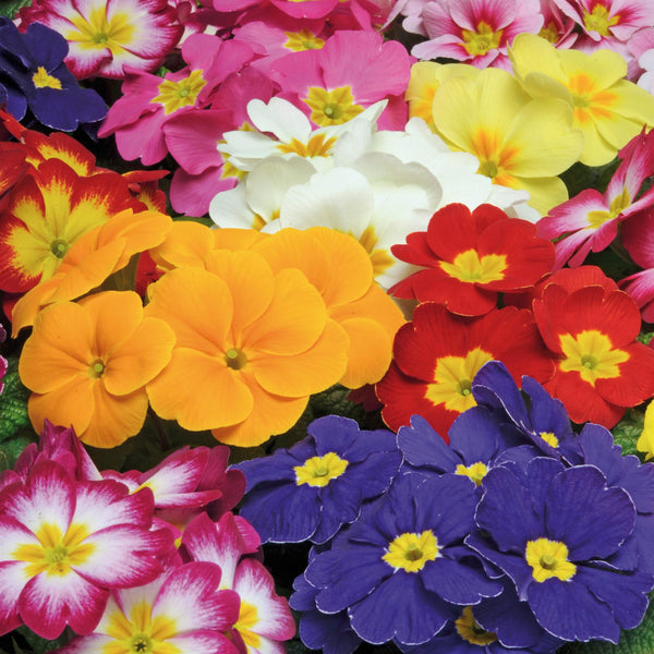 Primrose Plants Mixed Colours - 6 Plants Each Delivered in a 10.5cm Pl ...