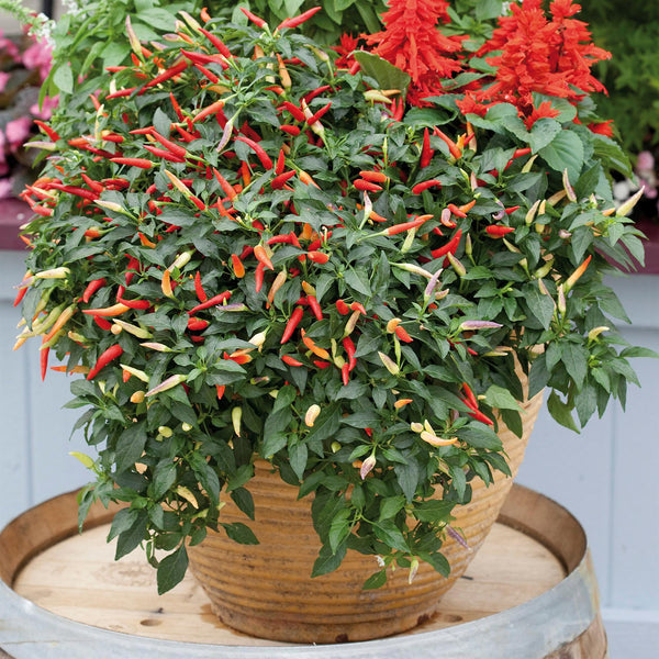 Chilli Plant Basket of Fire in 3 x 9cm Pots - Perfect Plants
