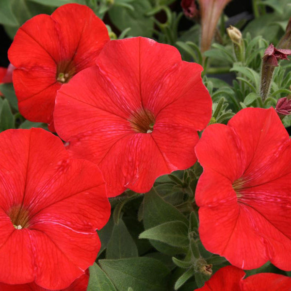Petunia Red Bedding Plants - 6 Pack Garden Ready Plants - Perfect Plants