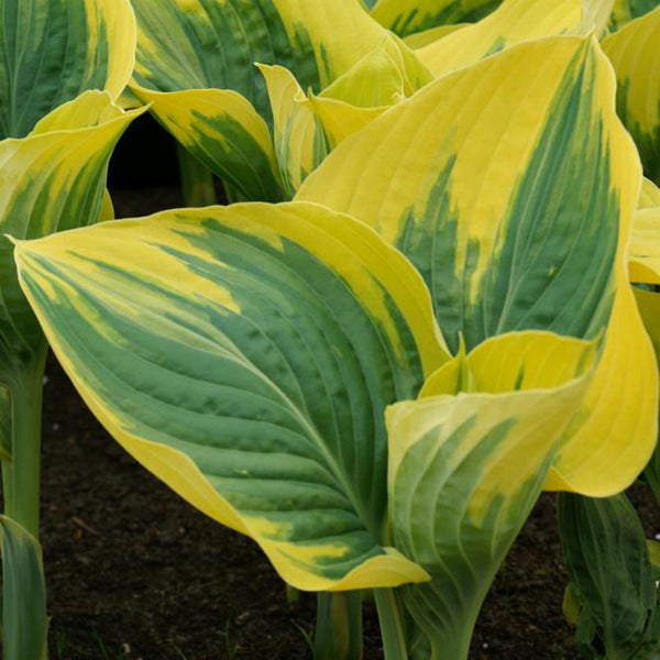 Hosta 'Liberty' – Award-Winning Perennial in a 17cm Pot – Striking Gol ...