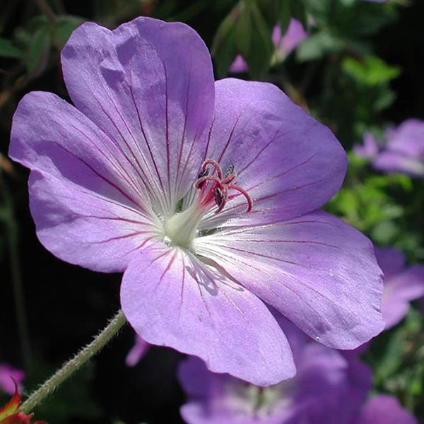 Hardy Geranium ‘Rozanne’ Perennial Plant – 17cm Pot – Long-Flowering G ...
