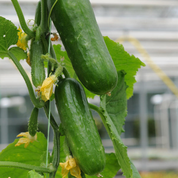 Mini Cucumber Plant in 3 x 9cm - Garden Ready to Plant - Perfect Plants