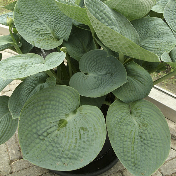 Hosta 'Big Daddy' – Slug-Resistant Blue Perennial in a 17cm Pot – Stun ...