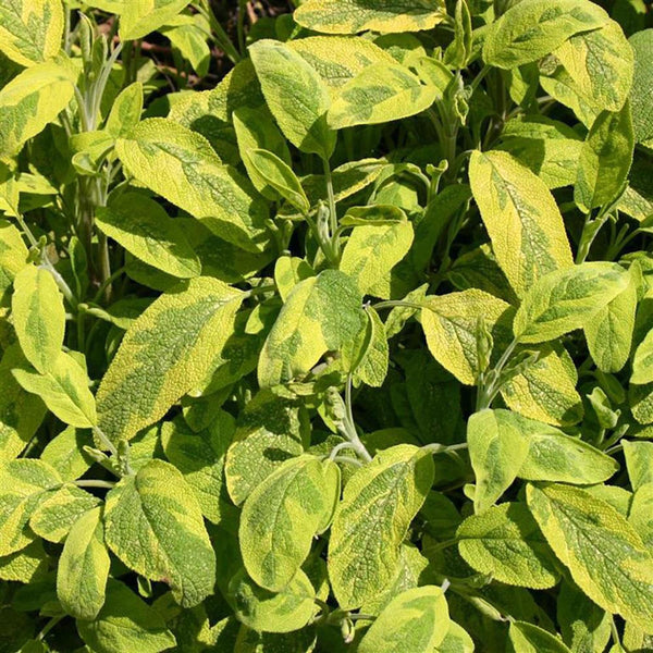 Golden Sage Plant in a 13cm Pot- Garden Ready Herb Plant - Perfect Plants