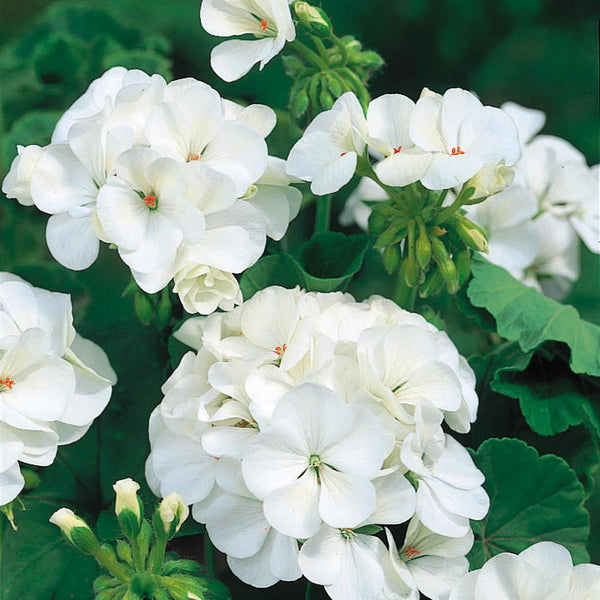 Geranium Plants White - 6 Pack Bedding Plants - Perfect Plants