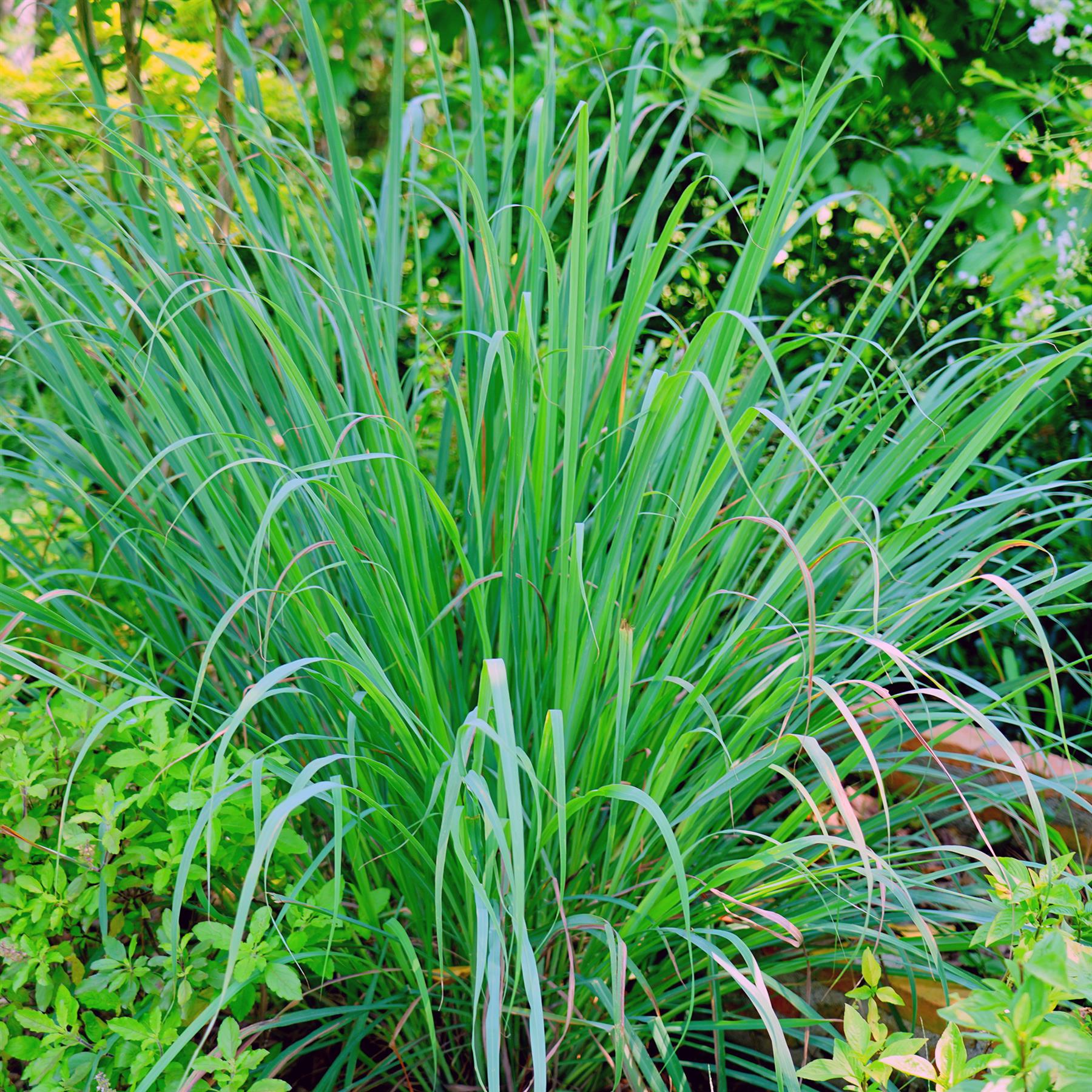 Lemon grass tree store