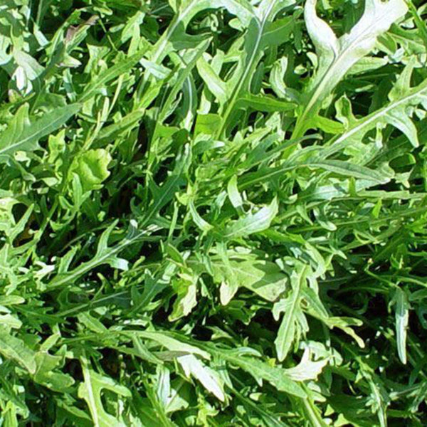 Wild Rocket Plant in a 11cm Pot. Arugula - Perfect Plants