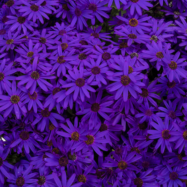 Cineraria Senetti Plants Deep Blue - Delivered in a 17cm Plant Pot - S ...