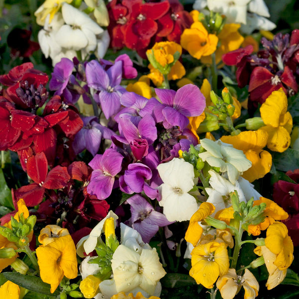 Wallflower Plants Mixed Colours - 6 Plants Each Delivered in a 10.5cm ...