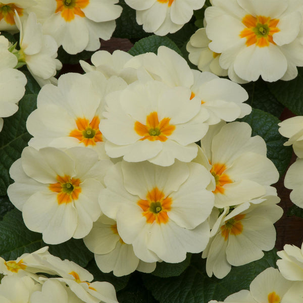 Primrose Plants Cornish Cream - 6 Plants Each Delivered in a 10.5cm Pl ...