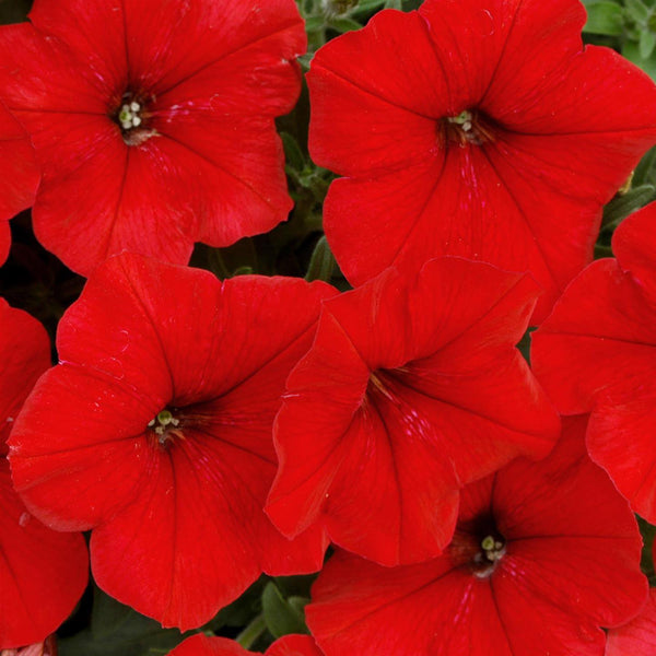 Petunia Red Bedding Plants - 6 Pack Garden Ready Plants - Perfect Plants