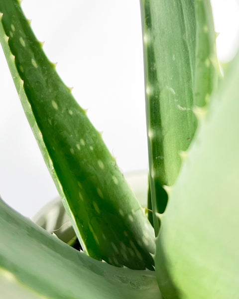Aloe Vera | Barbados Aloe - Perfect Plants