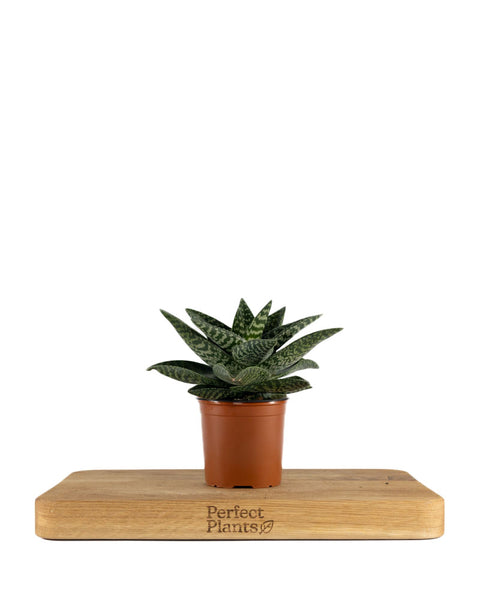 Barbados Aloe | Tiki Zilla | Aloe Vera - Perfect Plants