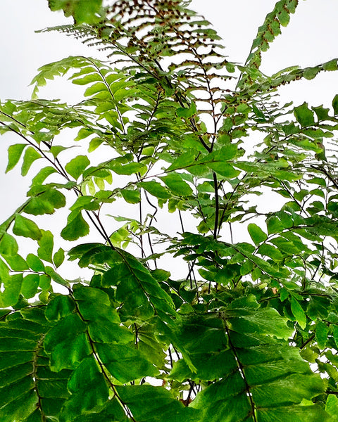 Bronze Venus Maidenhair Fern | Adiantum Bronz Venus - Perfect Plants