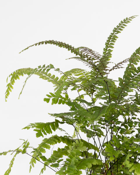 Bronze Venus Maidenhair Fern | Adiantum Bronz Venus - Perfect Plants
