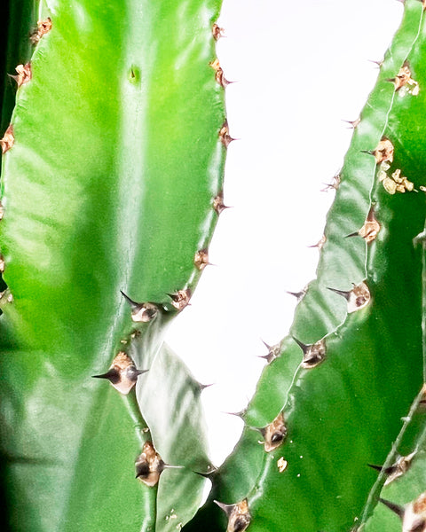 Euphorbia Ingens | Cowboy Cactus - Perfect Plants