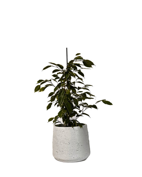 Weeping Fig Tree Golden King | Ficus Benjamina - Perfect Plants