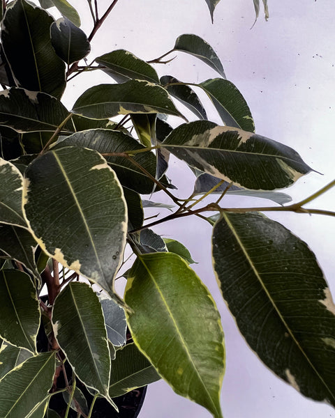 Weeping Fig Tree Golden King | Ficus Benjamina - Perfect Plants