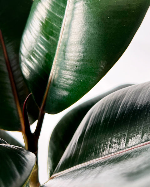 Rubber Plant | Ficus Abidjan - Perfect Plants