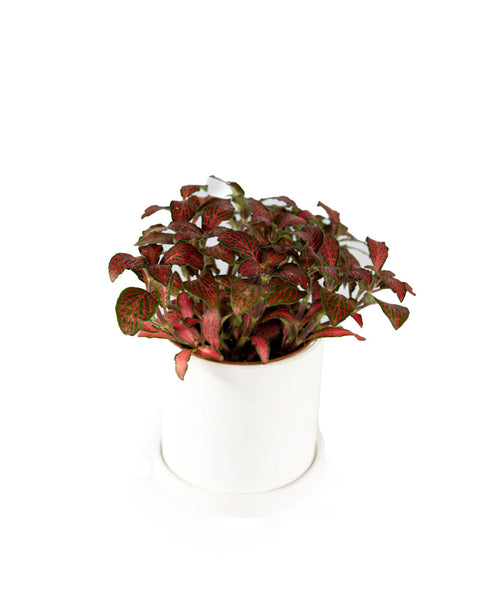 Mosaic Plant | Tiger | Fittonia - Perfect Plants