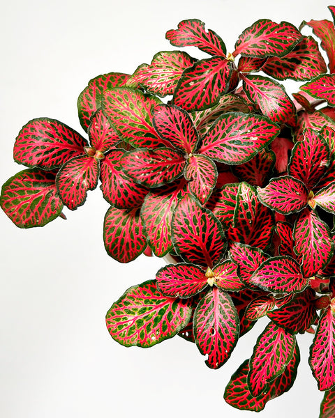 Mosaic Plant | Tiger | Fittonia - Perfect Plants