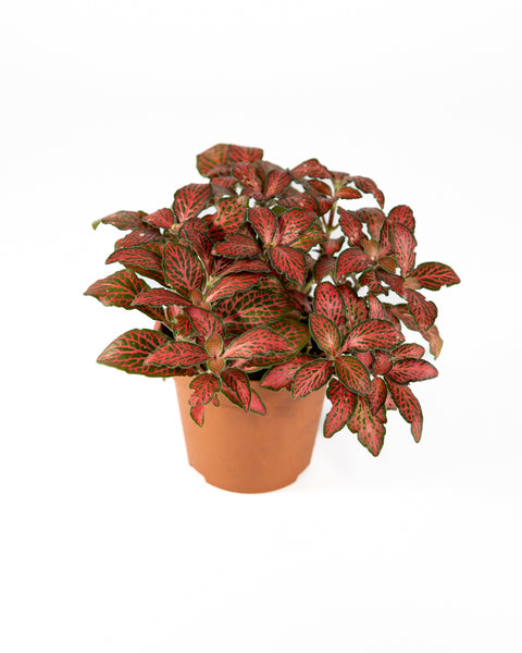 Mosaic Plant | Tiger | Fittonia - Perfect Plants