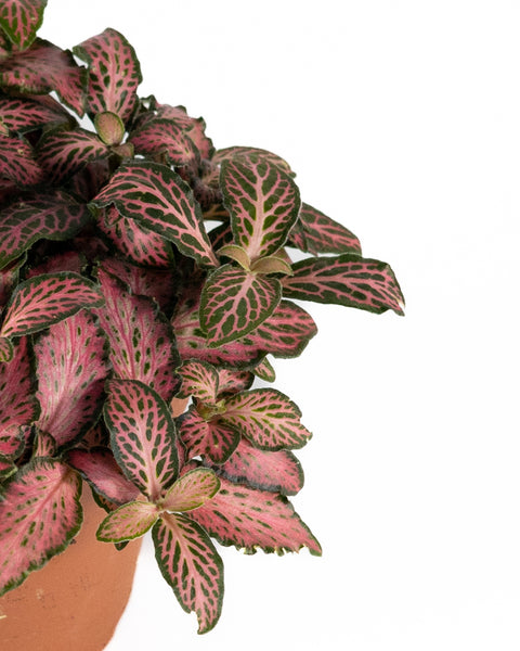 Mosaic Plant | Pink Forest Flame | Fittonia - Perfect Plants
