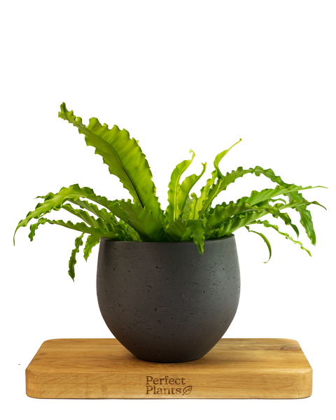 Japanese Nest Fern | Osaka Fern - Perfect Plants