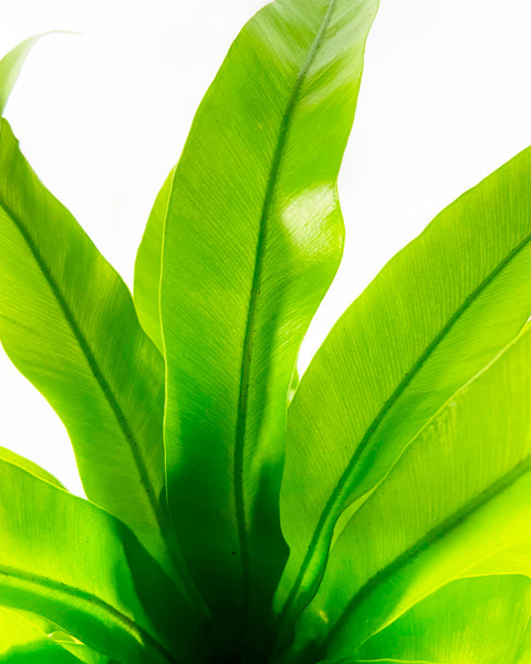 Japanese Nest Fern | Osaka Fern - Perfect Plants