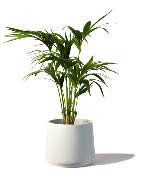 Kentia Palm | Howea Forsteriana - Perfect Plants